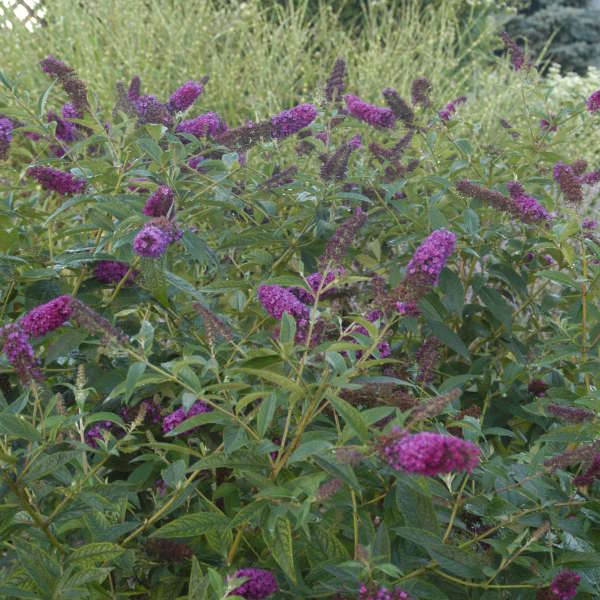 Buddleia davidii 'Guinevere' | Perennial Resource