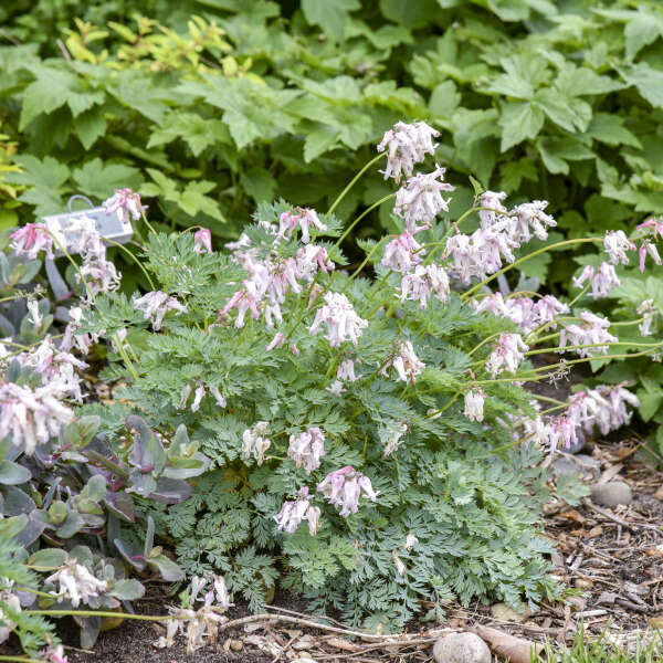 Dicentra 'Pixie Hearts' PPAF | Walters Gardens, Inc.