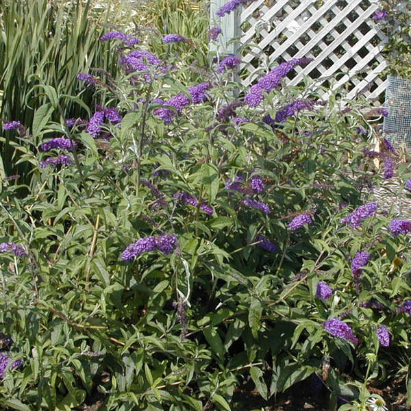 Buddleia davidii 'Potter's Purple' | Perennial Resource