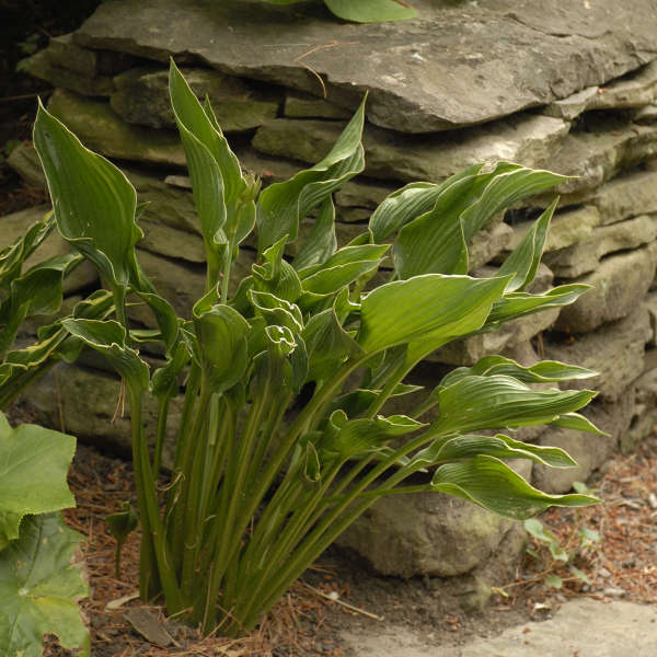 Hosta 'Praying Hands' | Perennial Resource