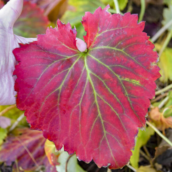 Mukdenia 'Fusion of Fire' PP36243 | Walters Gardens, Inc.