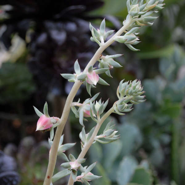 Echeveria nodulosa | Perennial Resource