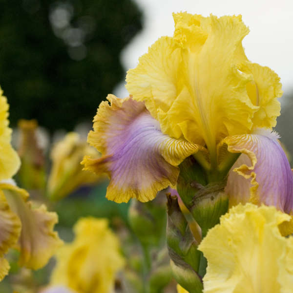 Iris 'Enchanted One' | Perennial Resource