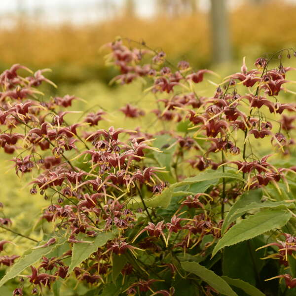 Epimedium 'Cranberry Dancer' PP36548 | Walters Gardens, Inc.