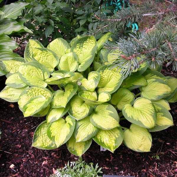 Hosta 'Little Sunspot' | Perennial Resource