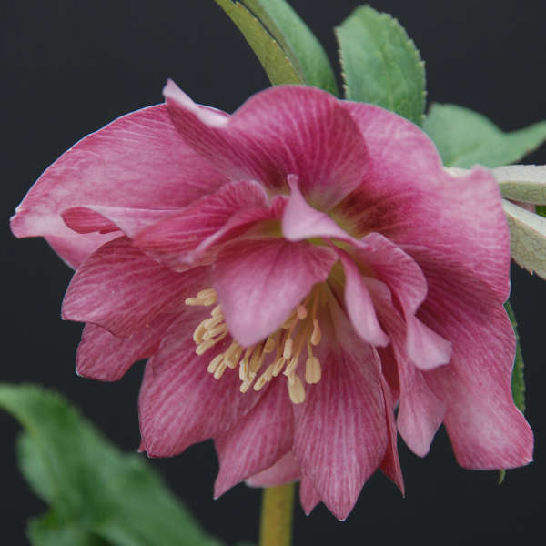Helleborus 'Ballerina Ruffles' | Perennial Resource