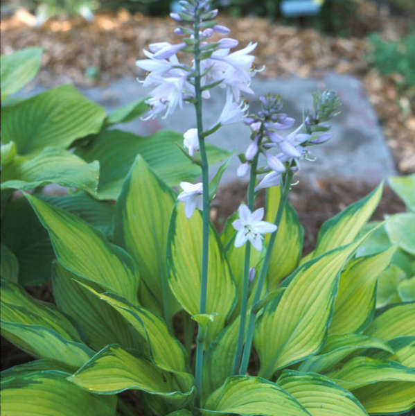 Hosta 'Paradise Power' PP12117 CPBR2096 | Perennial Resource