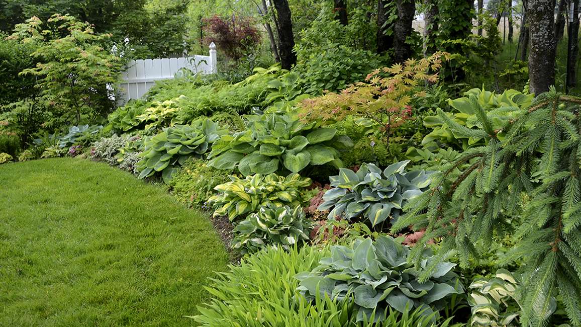 Hosta Grower Tips | Perennial Resource